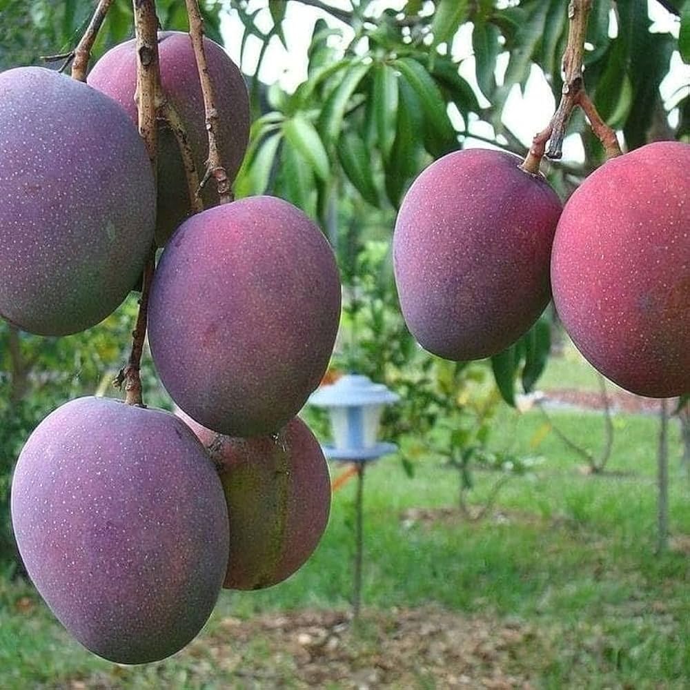 American Red Palmer Mango | Grafted Fruit Plant - Plants Glory