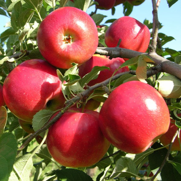 Apple HRM-99 Grafted Fruit Plant - Plants Glory