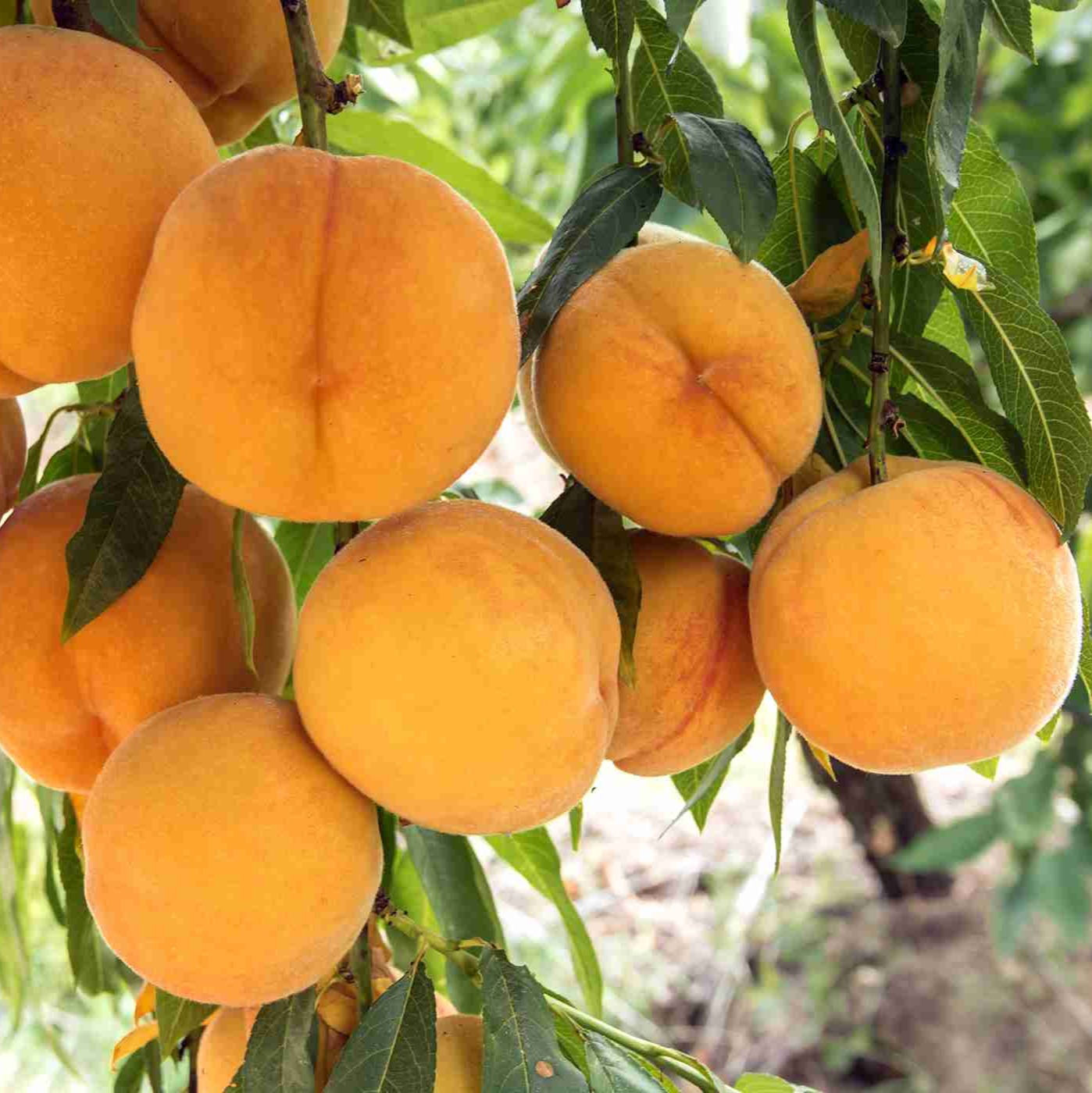 Australian Dwarf Varitey Golden Queen Peach Grafted Fruit Plant ...