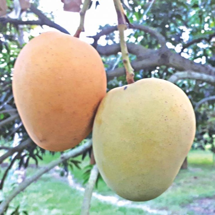 Bari-11 Mango | Grafted Fruit Plant - Plants Glory