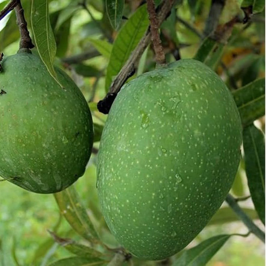 Bombay Mango | Grafted Fruit Plant - Plants Glory