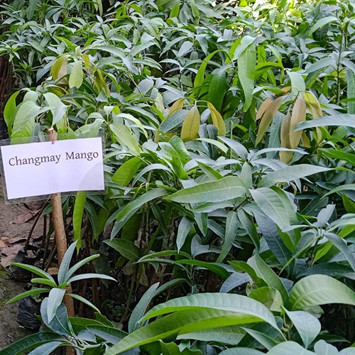Chiang-Mai Mango Fruit Plant - Plants Glory