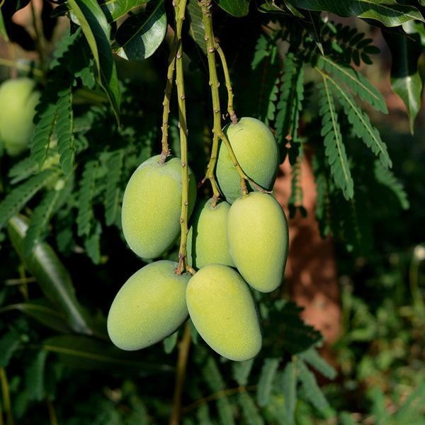 Dasheri Mango Fruit Plant - Plants Glory