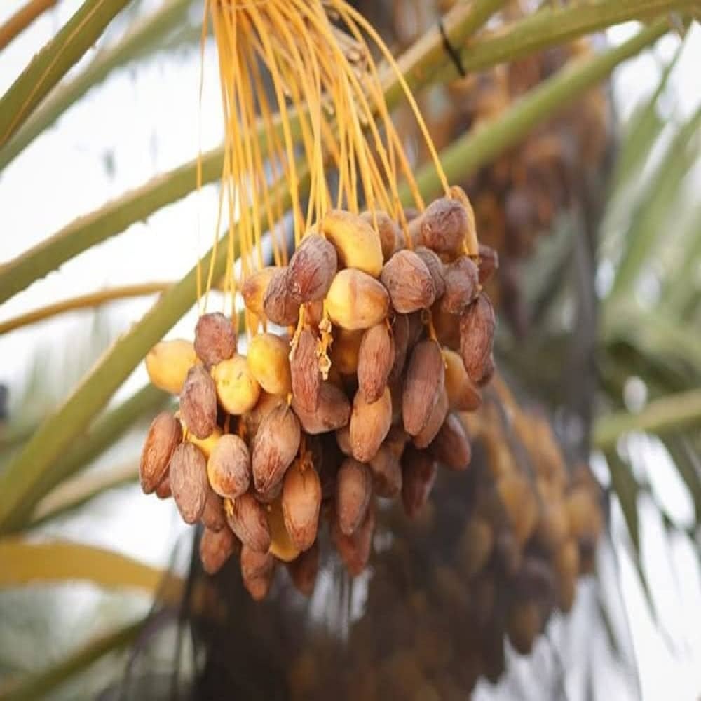 Deglet Variety Date Plum | Live Plant - Plants Glory