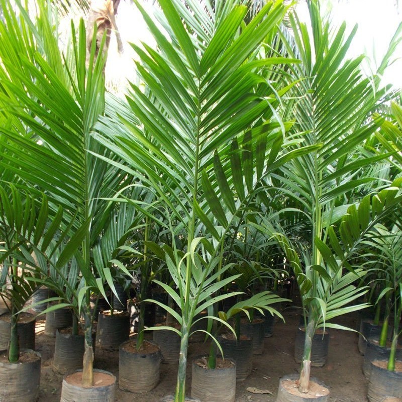 Dwarf Varitey-Betel Nut (Supari) Fruit Plant - Plants Glory