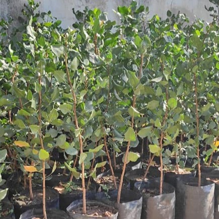 Dwarf Varitey Red Pistachio Hybrid - Fruit Plant - Plants Glory