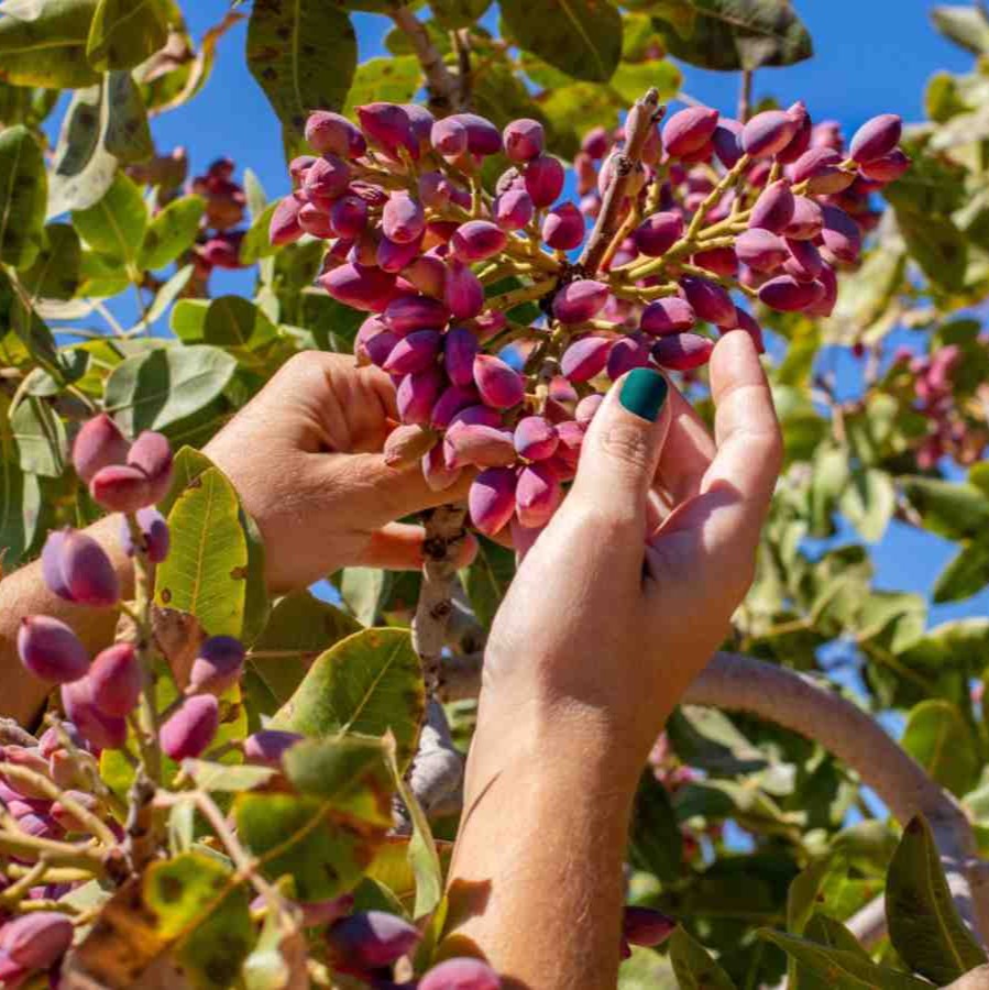 Dwarf Varitey Red Pistachio Hybrid - Fruit Plant - Plants Glory