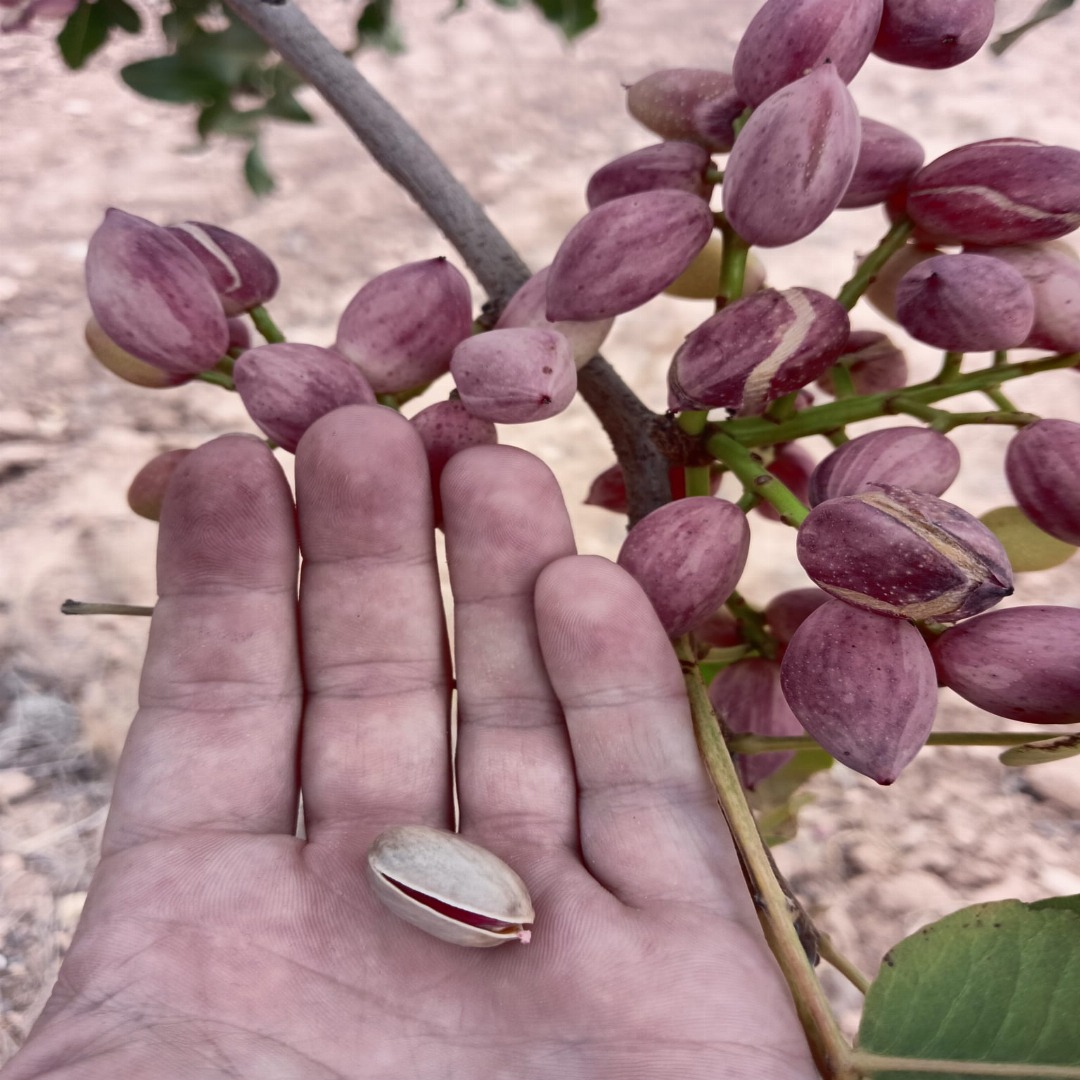 Dwarf Varitey Red Pistachio Hybrid - Fruit Plant - Plants Glory