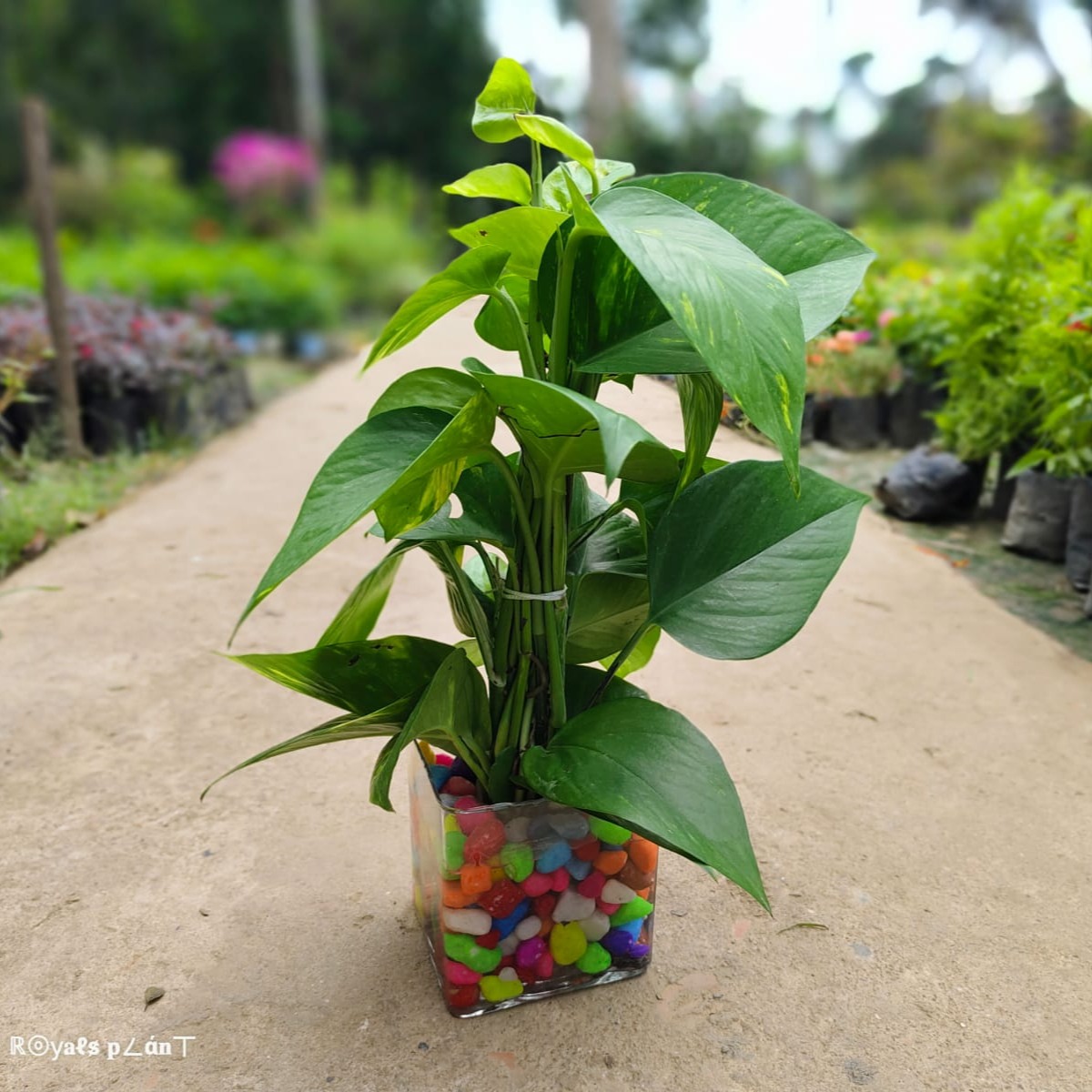 Hybrid-Money Plant - Plants Glory