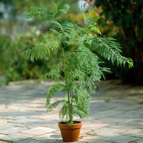 Jacaranda Mimosifolia Flower Plant - Plants Glory