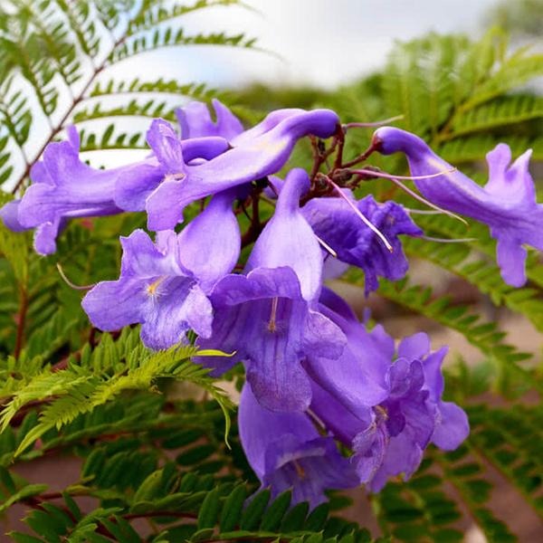 Jacaranda Mimosifolia Flower Plant - Plants Glory