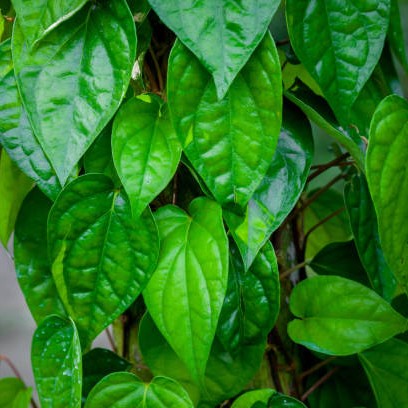 Maghai Betel Leaf Plant (Maghai Paan) - Plants Glory