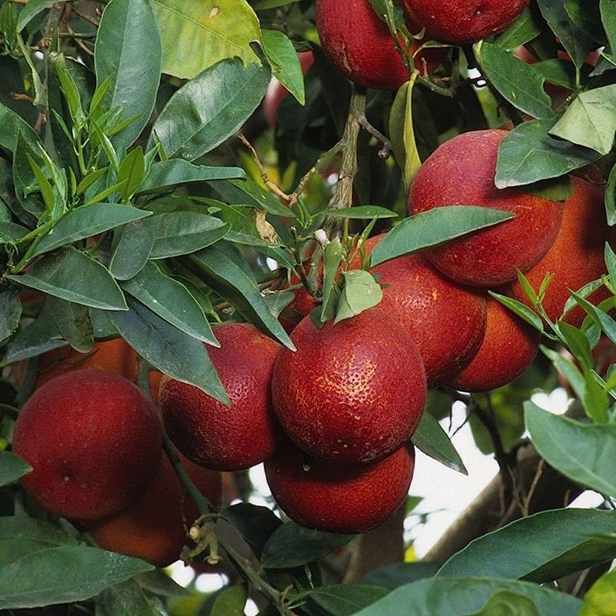 Red Pati Lemon Grafted Fruit Plant - Plants Glory