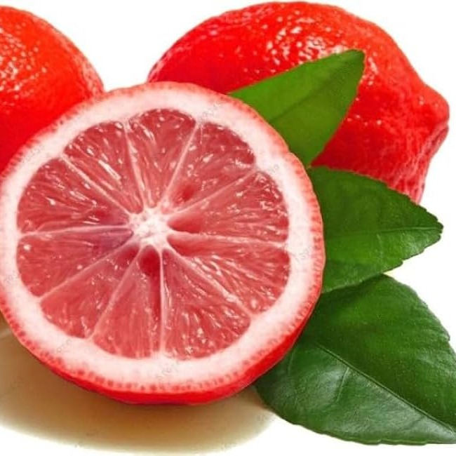 Red Pati Lemon Grafted Fruit Plant - Plants Glory